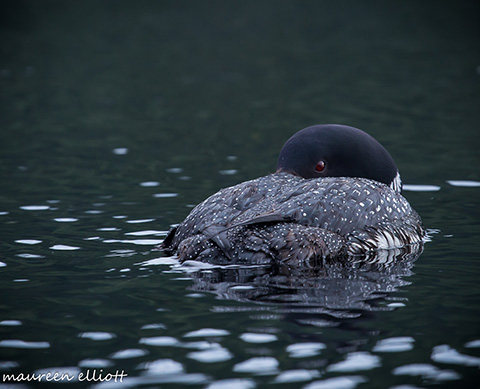 Maureen Elliott – Owen Sound Camera Club